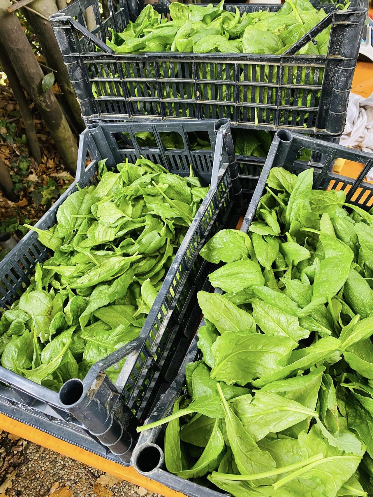 Conventello House & Aut - Ravenna | English cuisine near me | Book now